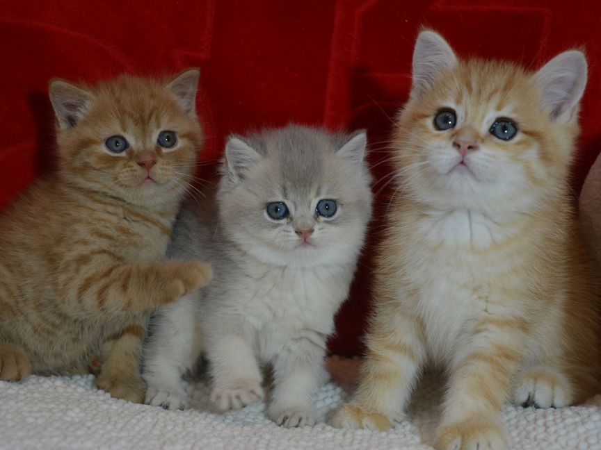 Британские красивые котята