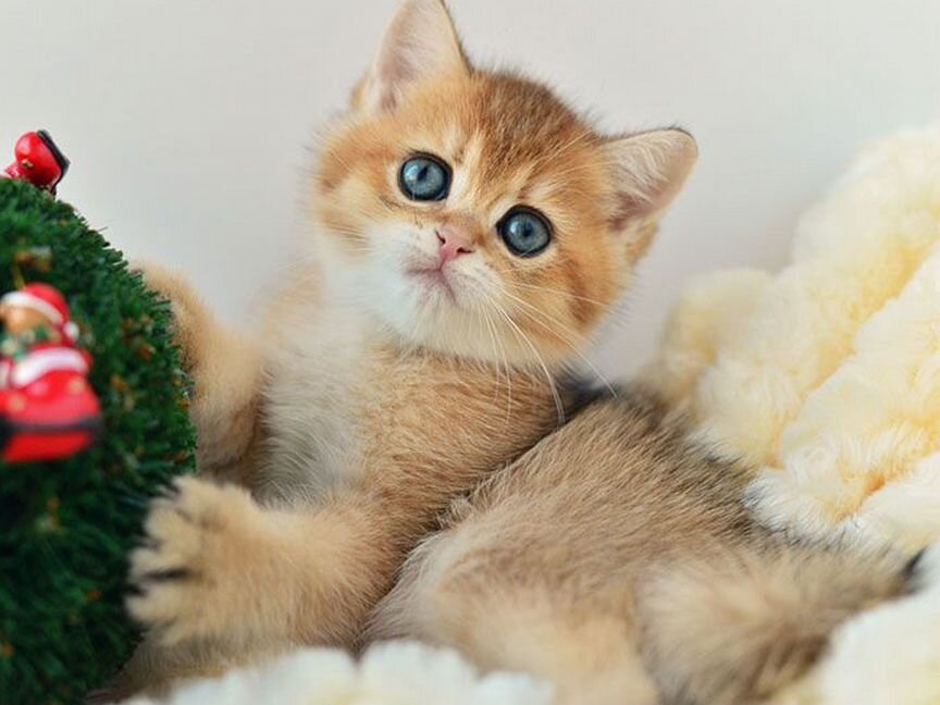 Клубные британцы золотая шиншилла