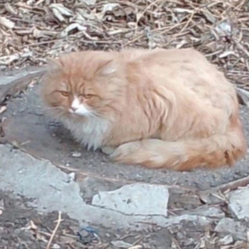 Красавец котик ищет передержку А может сразу дом