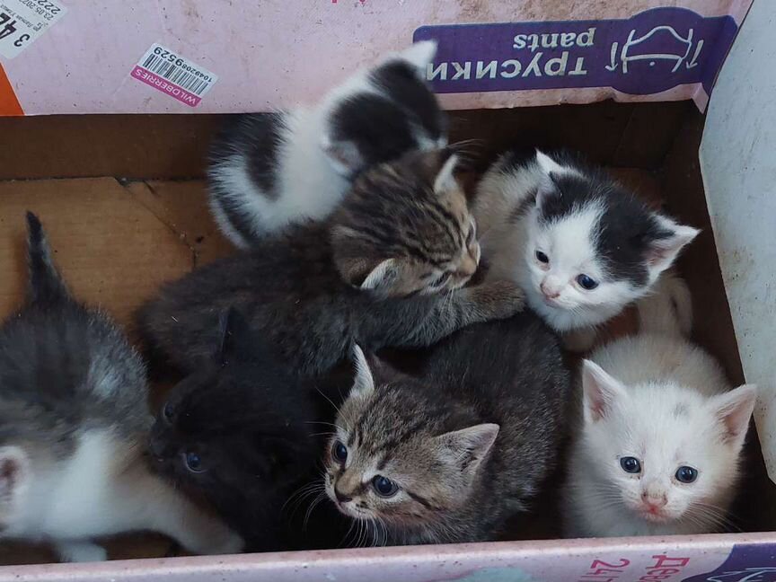 Милые кошечки ищут дом