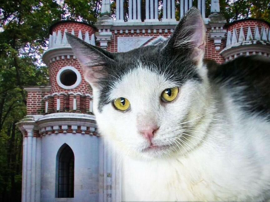 Молодой спокойный котик Рикки в добрые руки