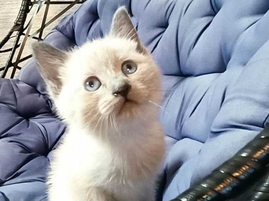 Чистокровные тайские котята