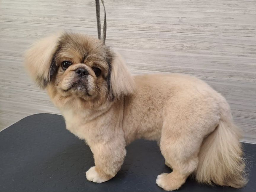 Вязка пекинес