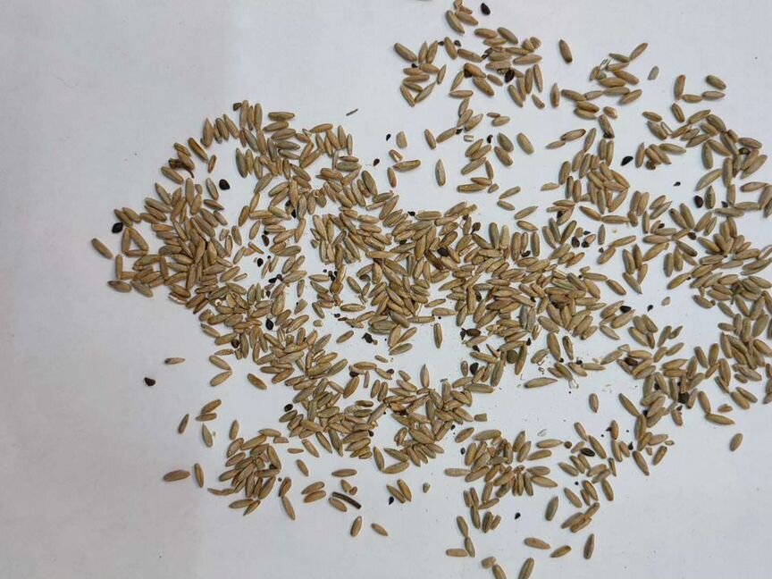 Пшеница ячмень рожь горох овёс подсолнечник просо