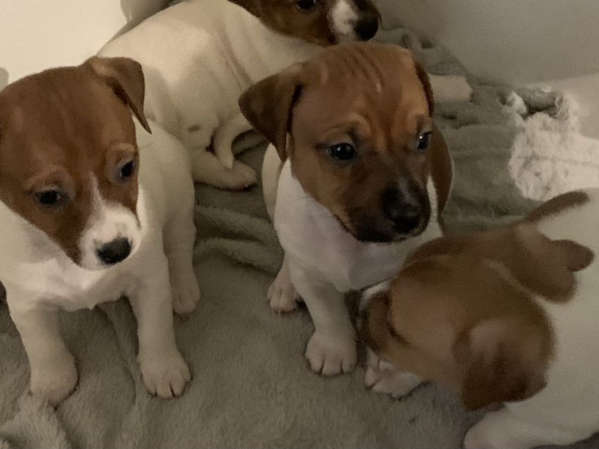 Щенки джек рассел терьер