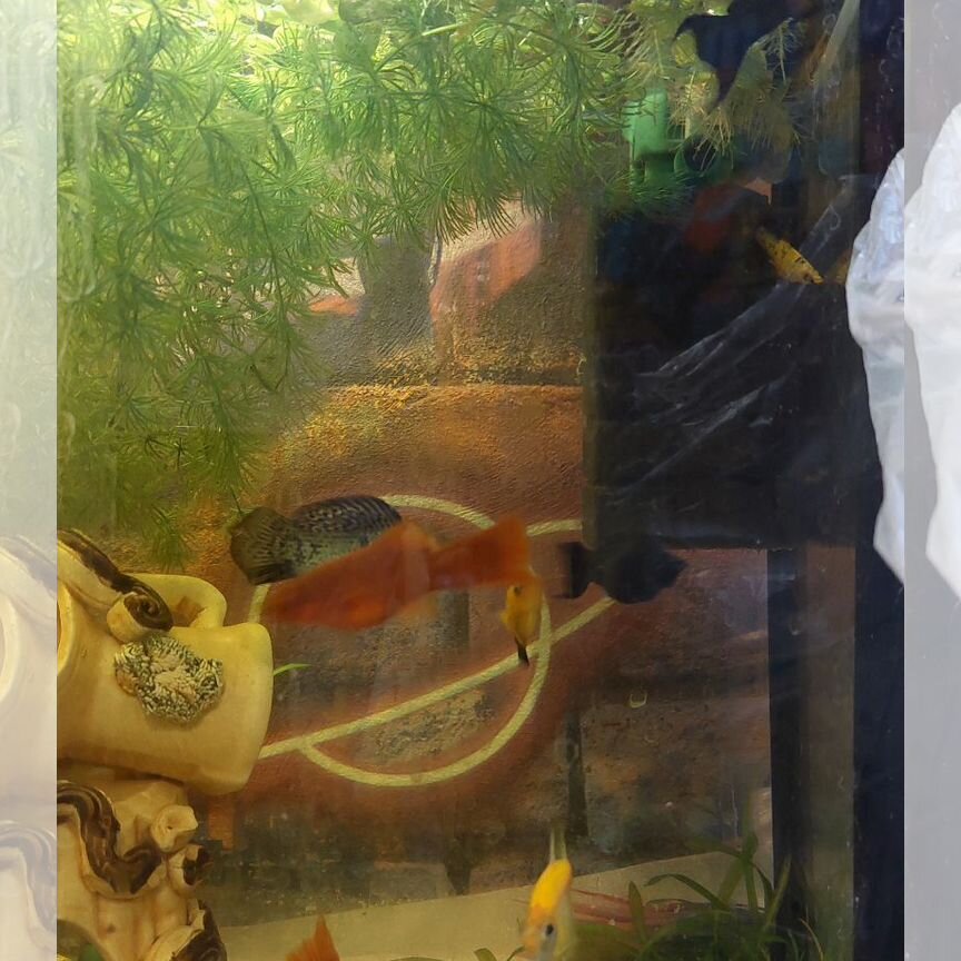 Меченосцы флаговые и вильчатые