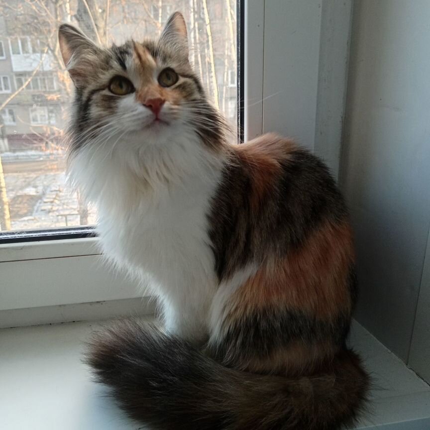 Красивая кошечка-трёхцветка (03.2024 г.)