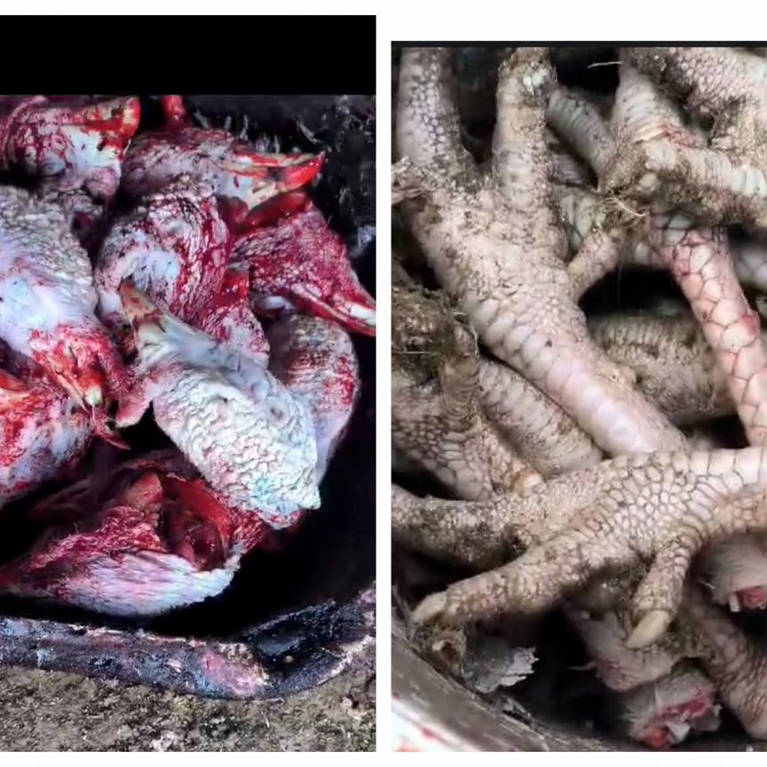 Лапы головы индейки