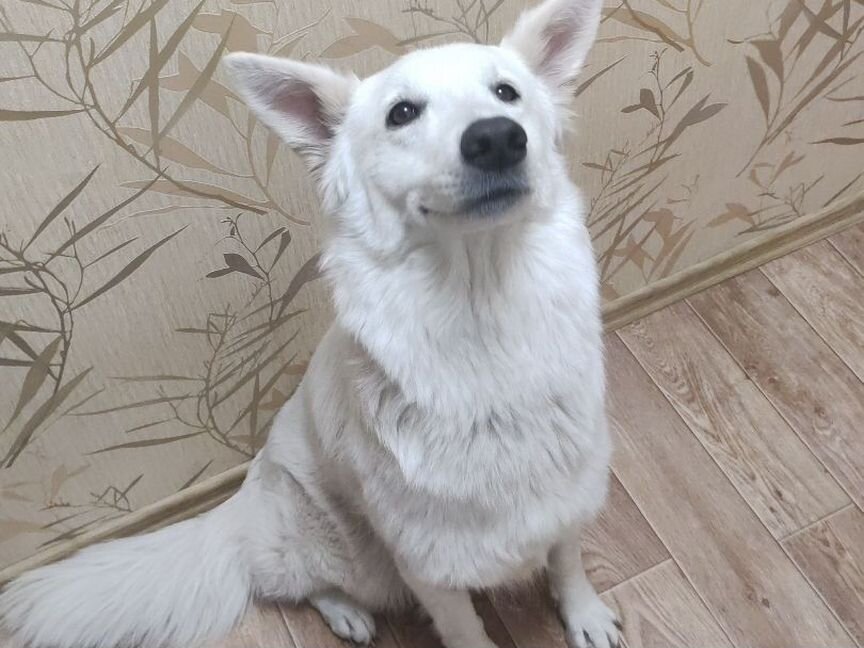 Белая швейцарская овчарка