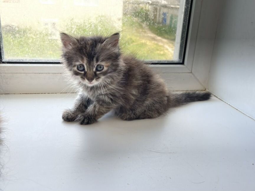 Чудесная девочка пушистик ищет домик