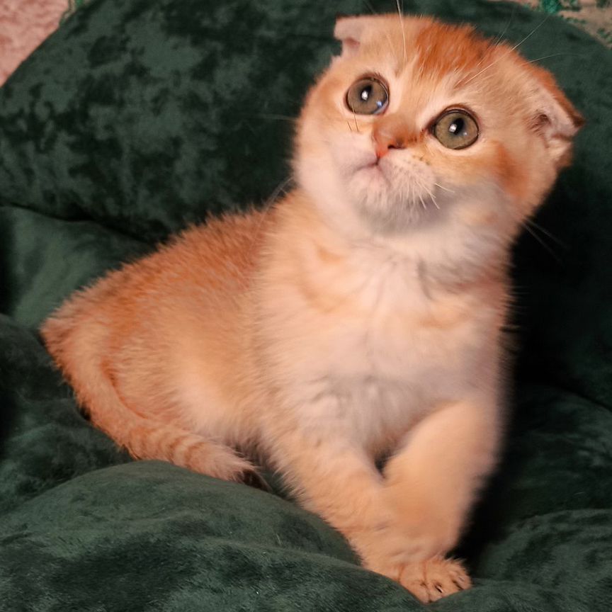 Шотландские котята