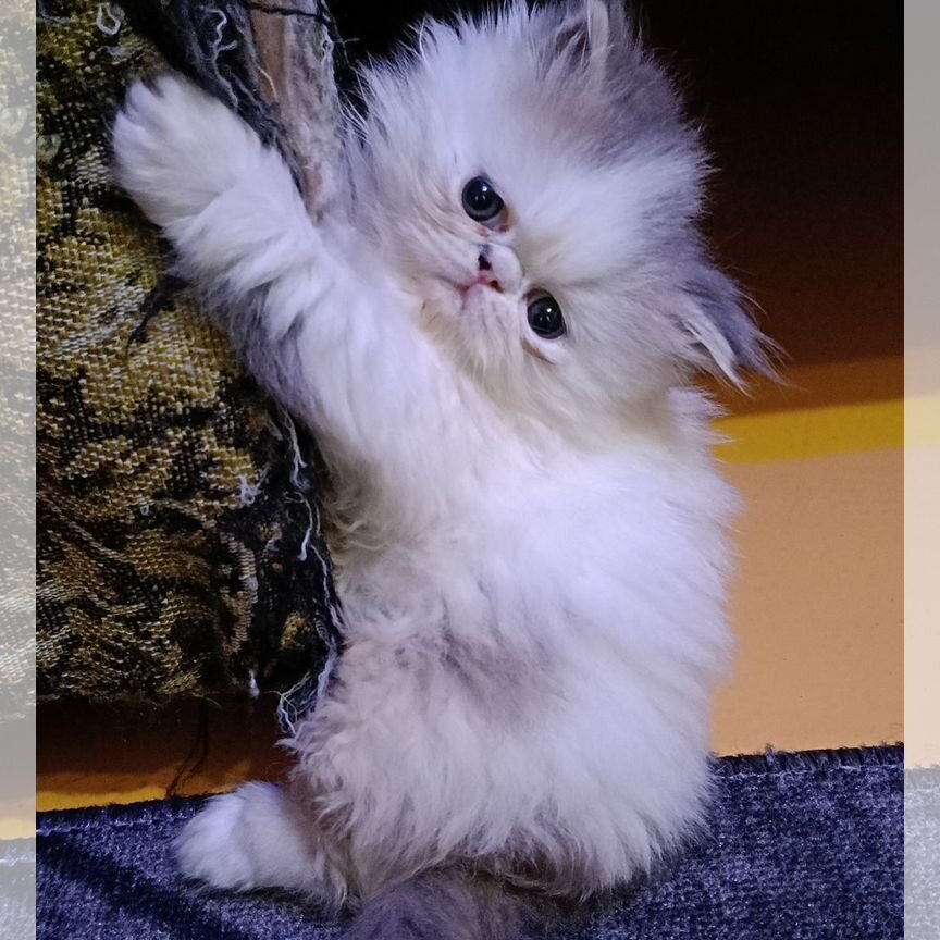 Персидский котёнок