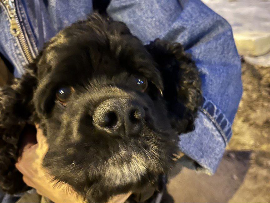 Дёма ищет дом #любовьначетырехлапах