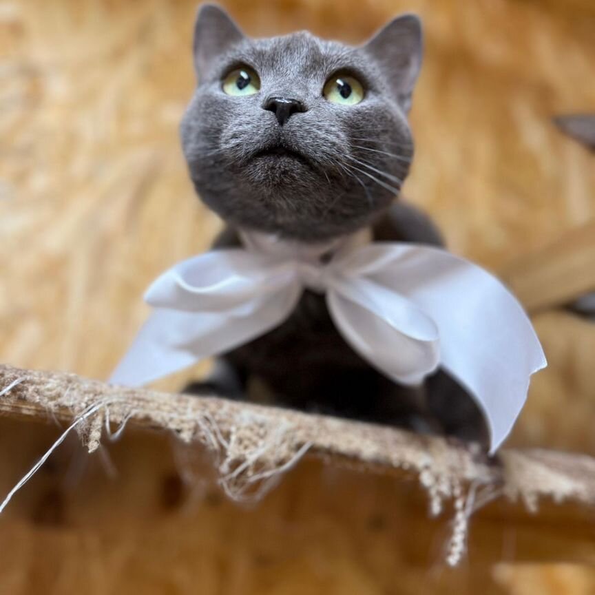 Кошка в добрые руки