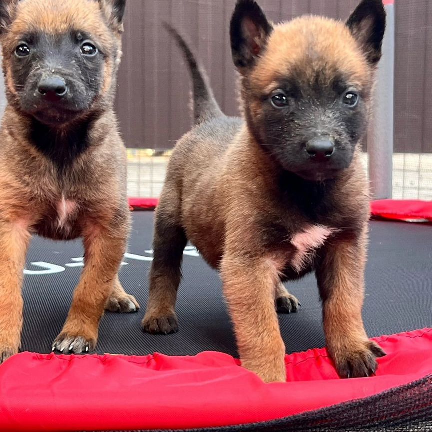 Девочки малинки