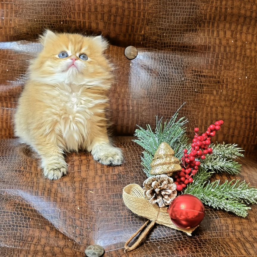 Британский длинношёрстный котёнок