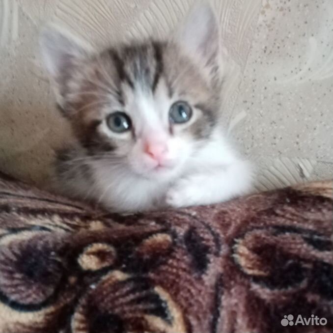 Отдам котят (1 мес) в добрые руки