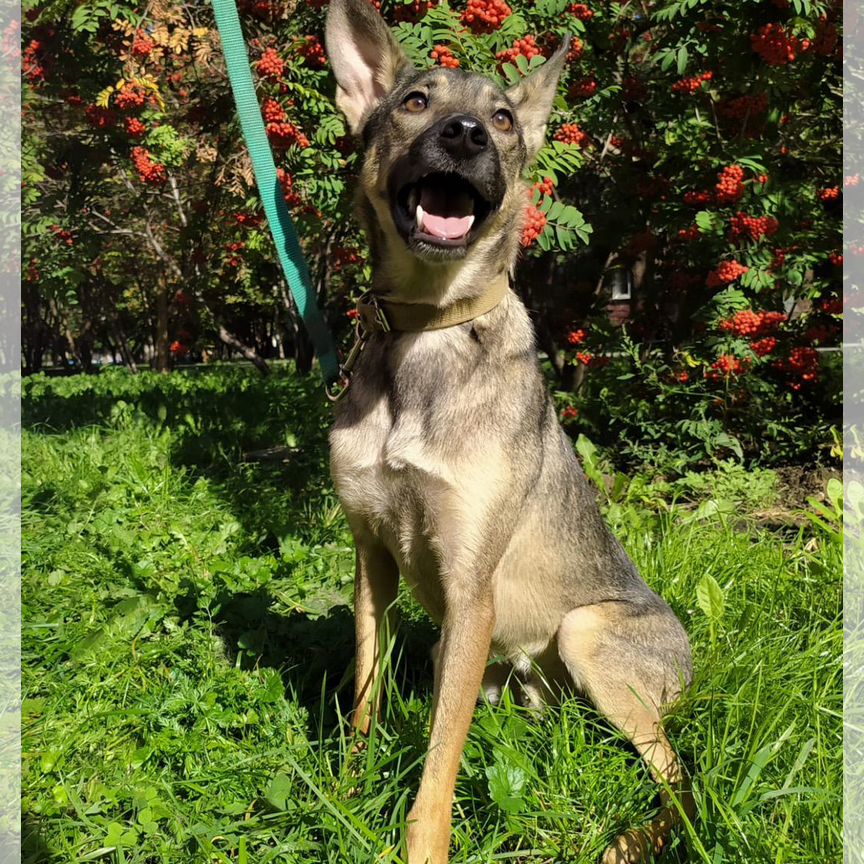 Небольшой песик в добрые руки