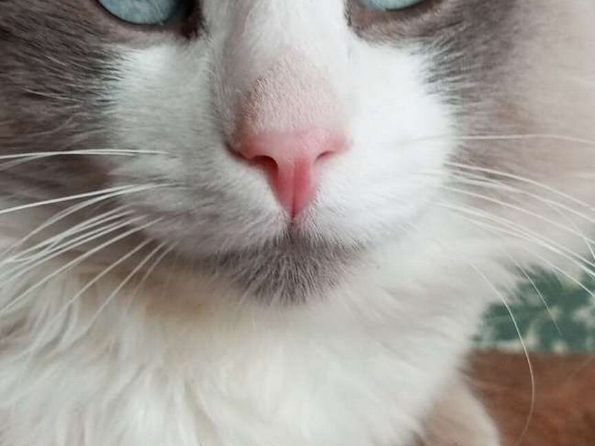 Регдолл кот