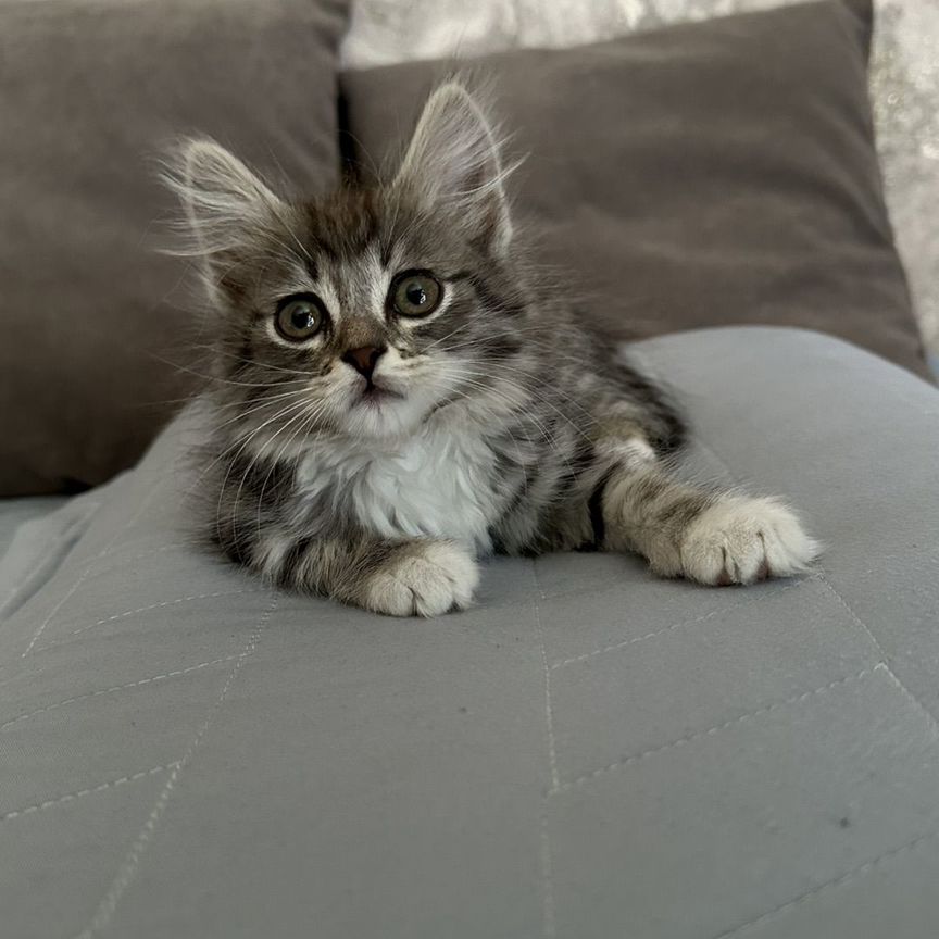 Кошка