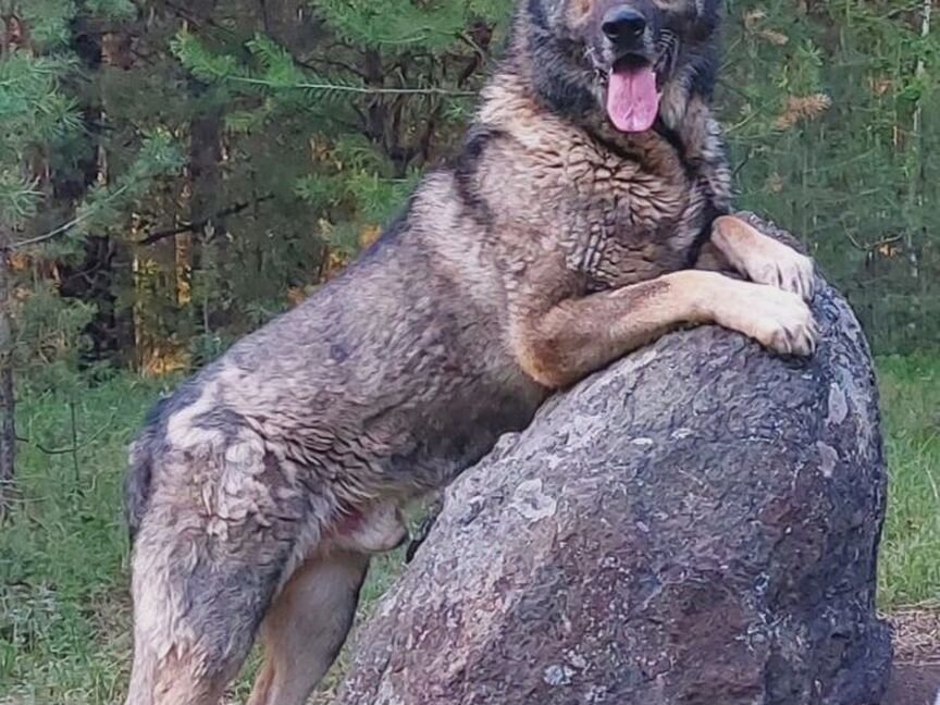 Вязка кобель вео