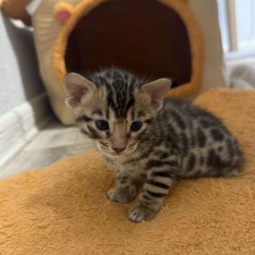 Бенгальская кошечка