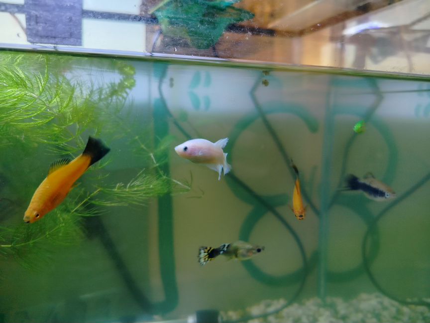 Рыбки аквариумные