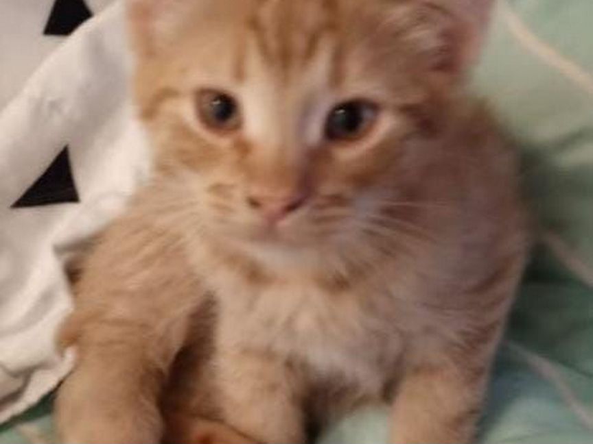 Котёнок симба, 2.5 мес., рыжего окраса