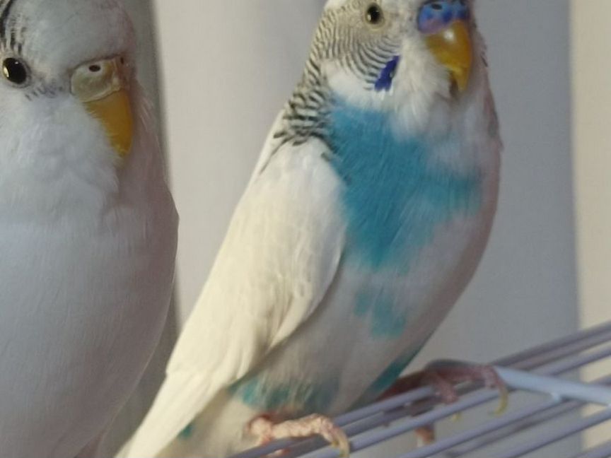 Волнистые попугаи пара