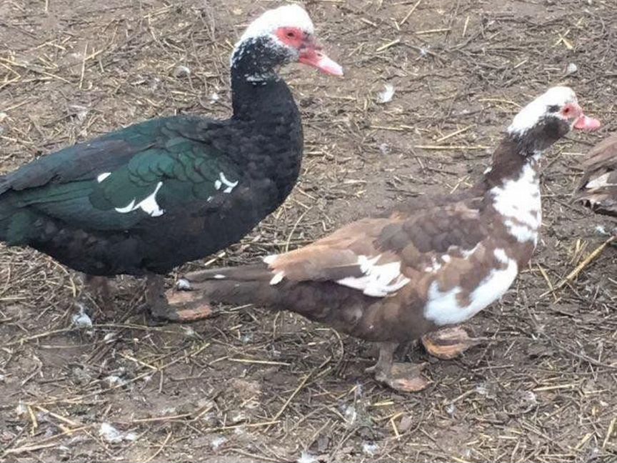 Ути на развод