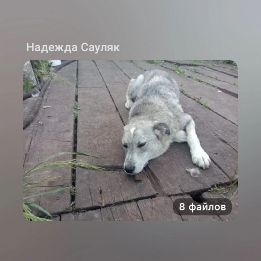 Отдам даром,хозяин умер