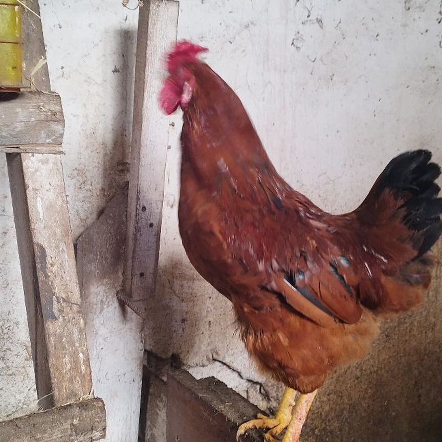 Молодые петухи