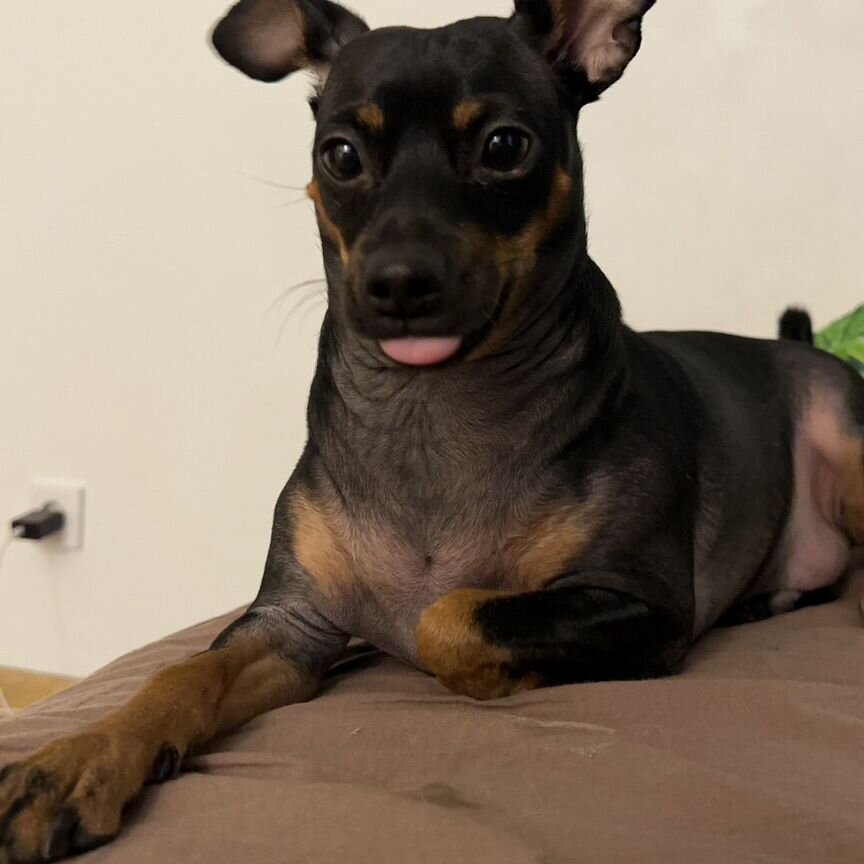 Русский той-терьер