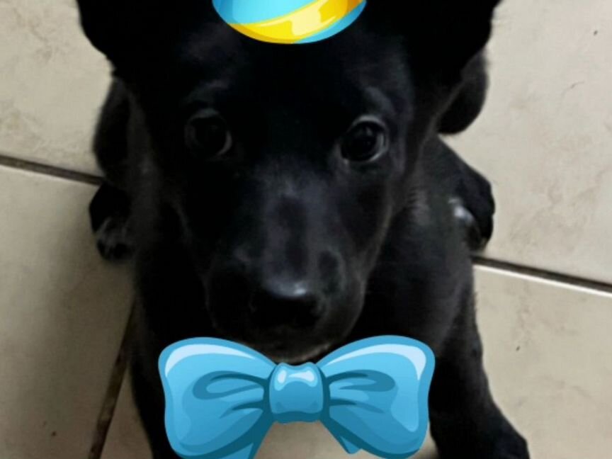 Щеночек ищет дом