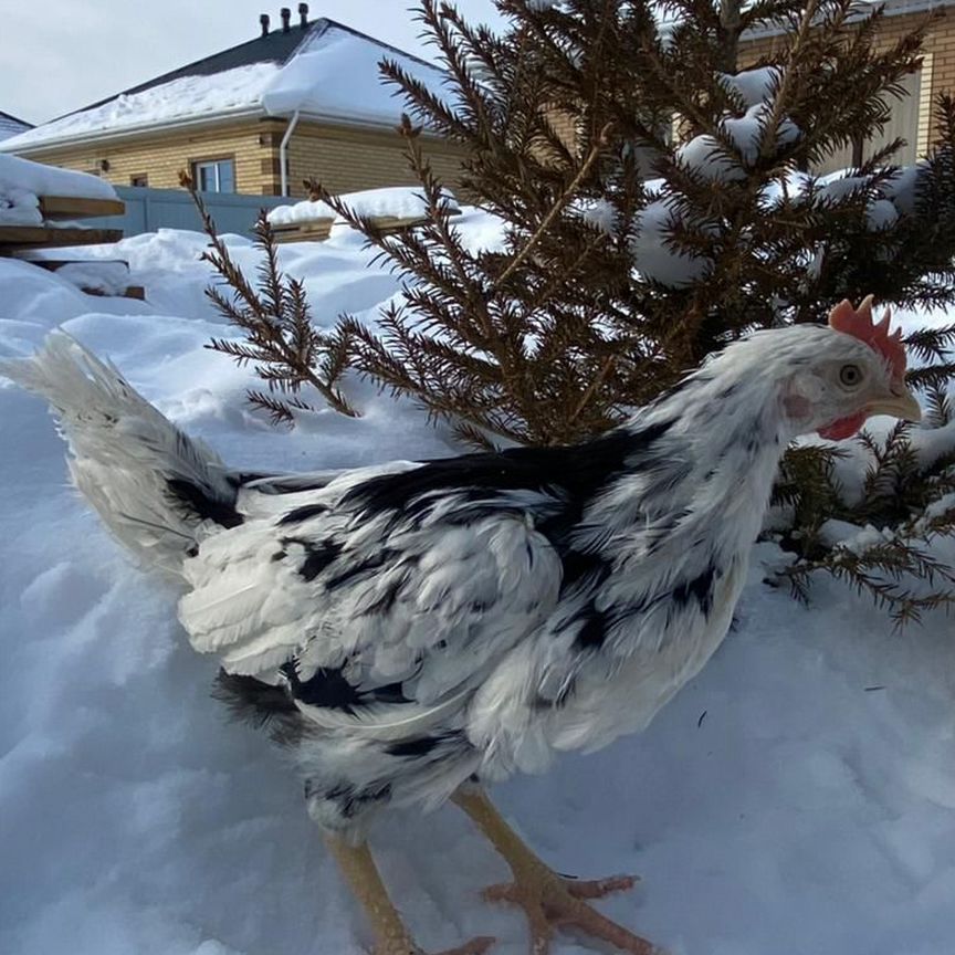 Петушки Леггорн Далматинец