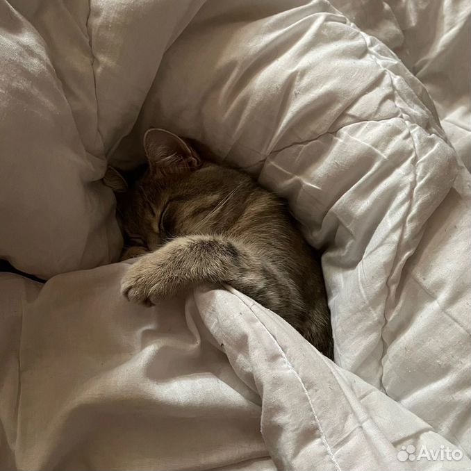 Отдаем кошечку даром в добрые руки