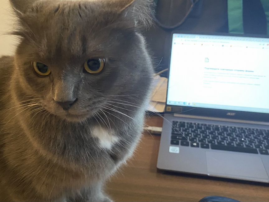 Коты отдам в добрые руки