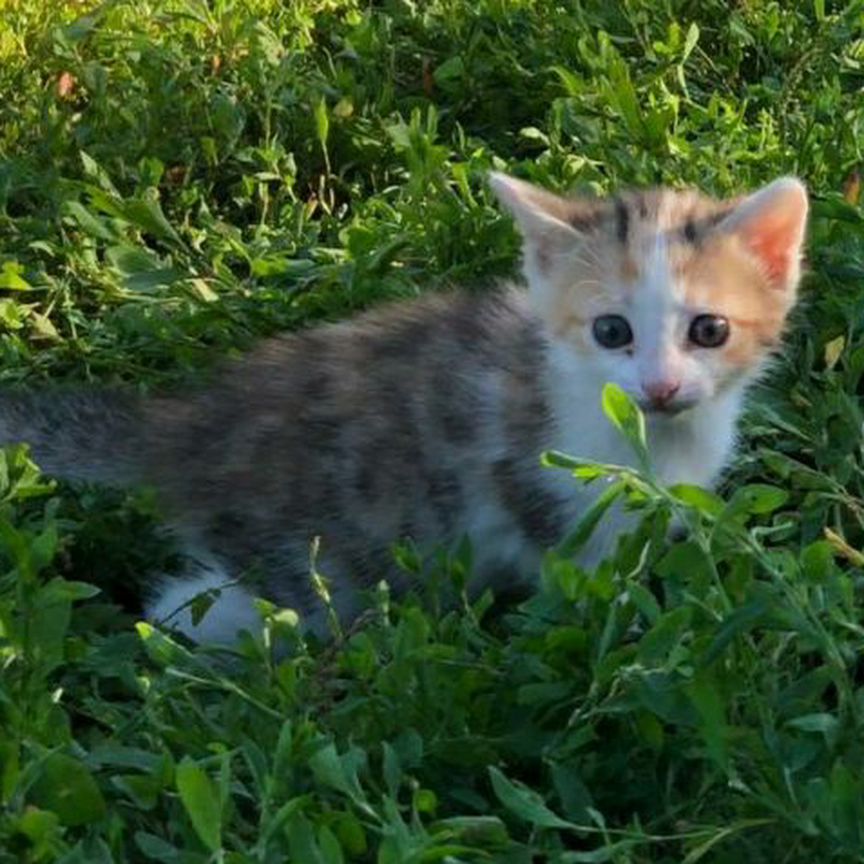 Котëнок в добрые руки