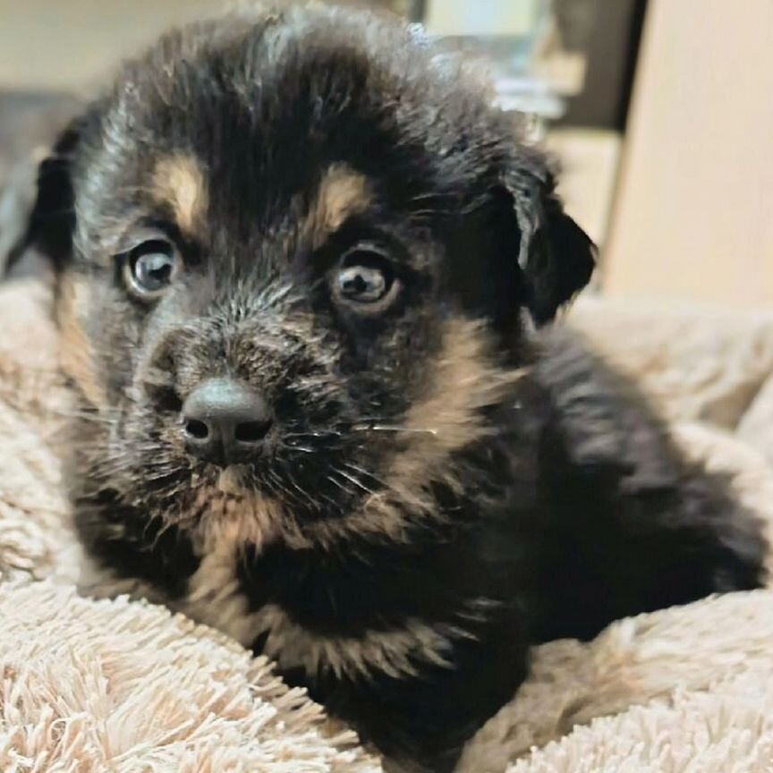 Щенок в добрые руки