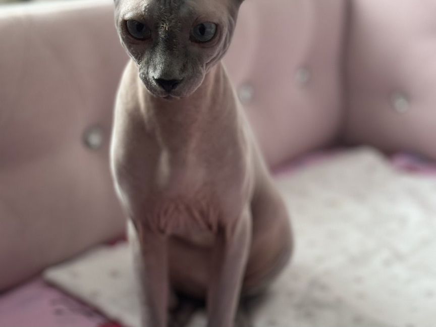 Кошка сфинкс вязка