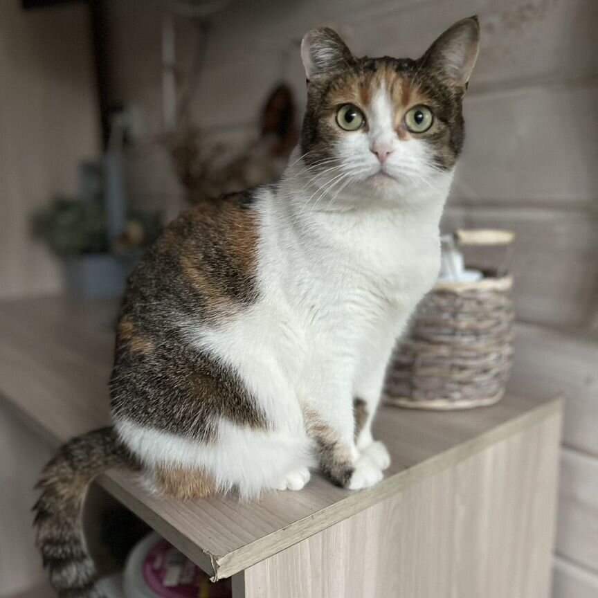 Самая мировая кошка