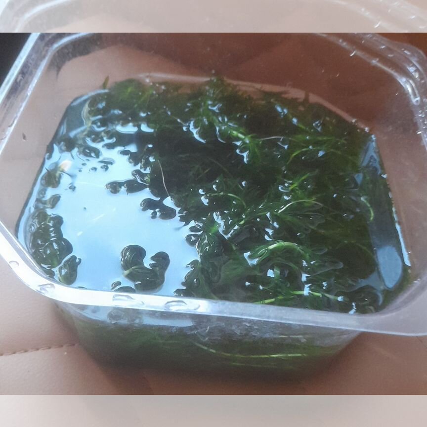 Водоросли для аквариума-10р веточка