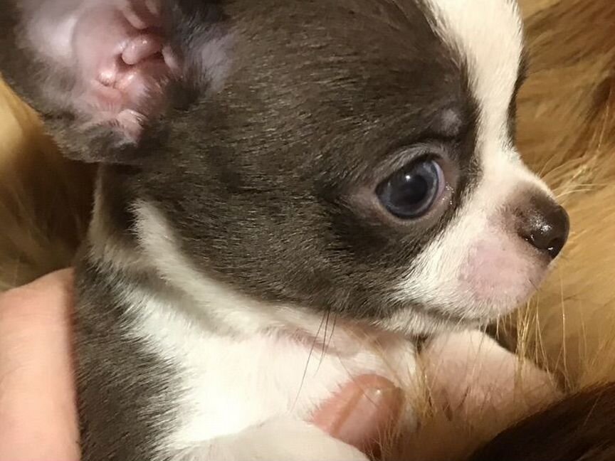 Супер мальчик чихуахуа