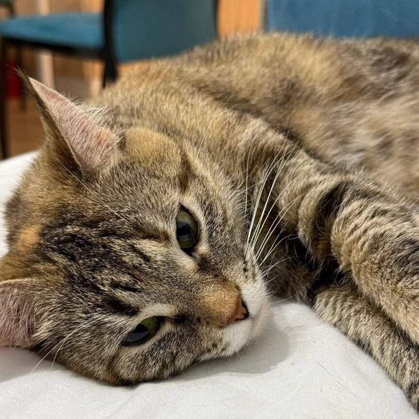 Невская маскарадная, взрослая кошка