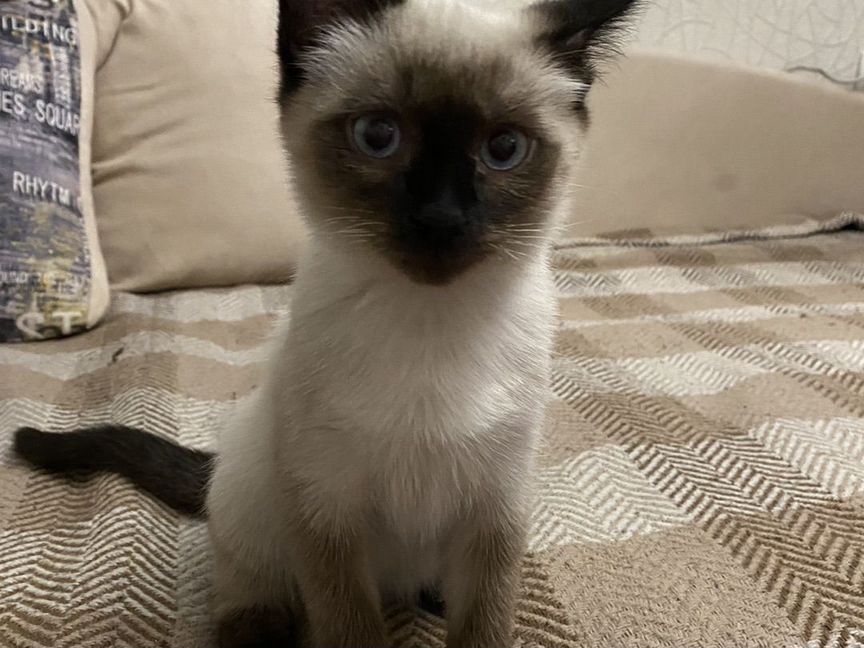 Тайский котик