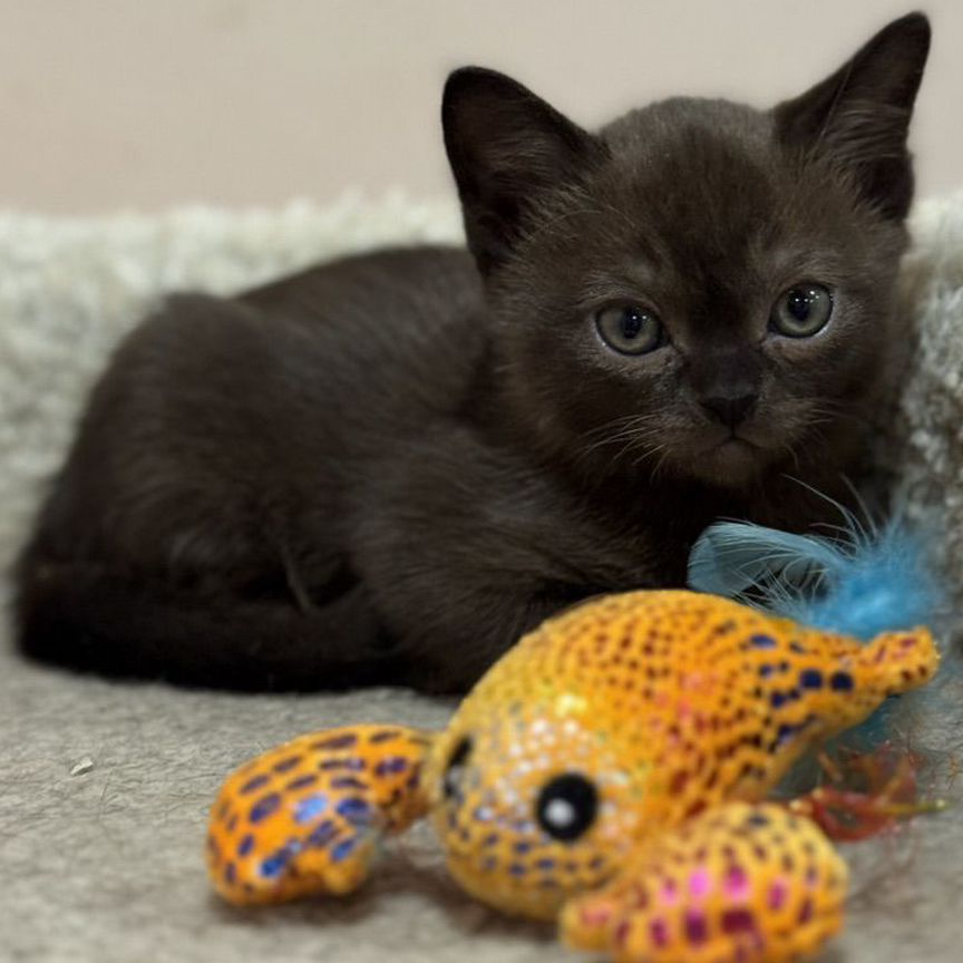 Европейский бурманский котёнок