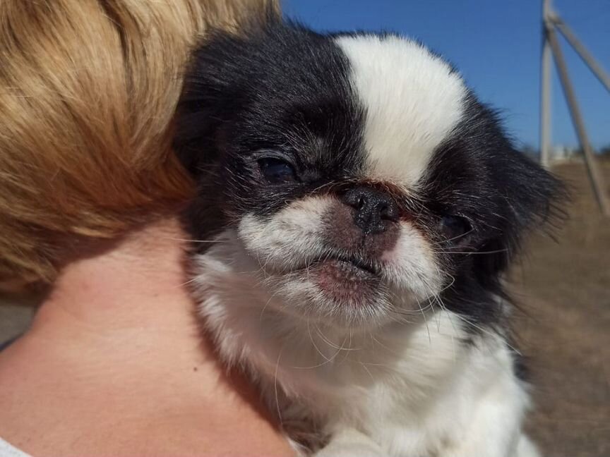 Японский хин