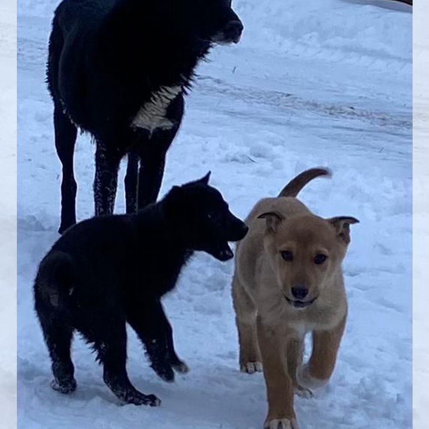 Помогите сохранить жизни малышей