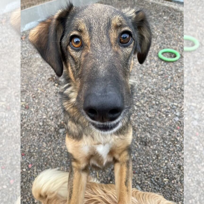 Взрослый пёс в добрые руки