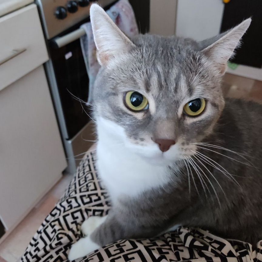 Взрослый кот в добрые руки